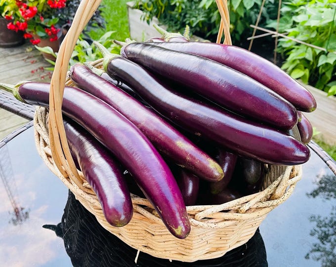 Philippine Long Purple Eggplant. (filipino Talong) 30-40 Seeds - Etsy