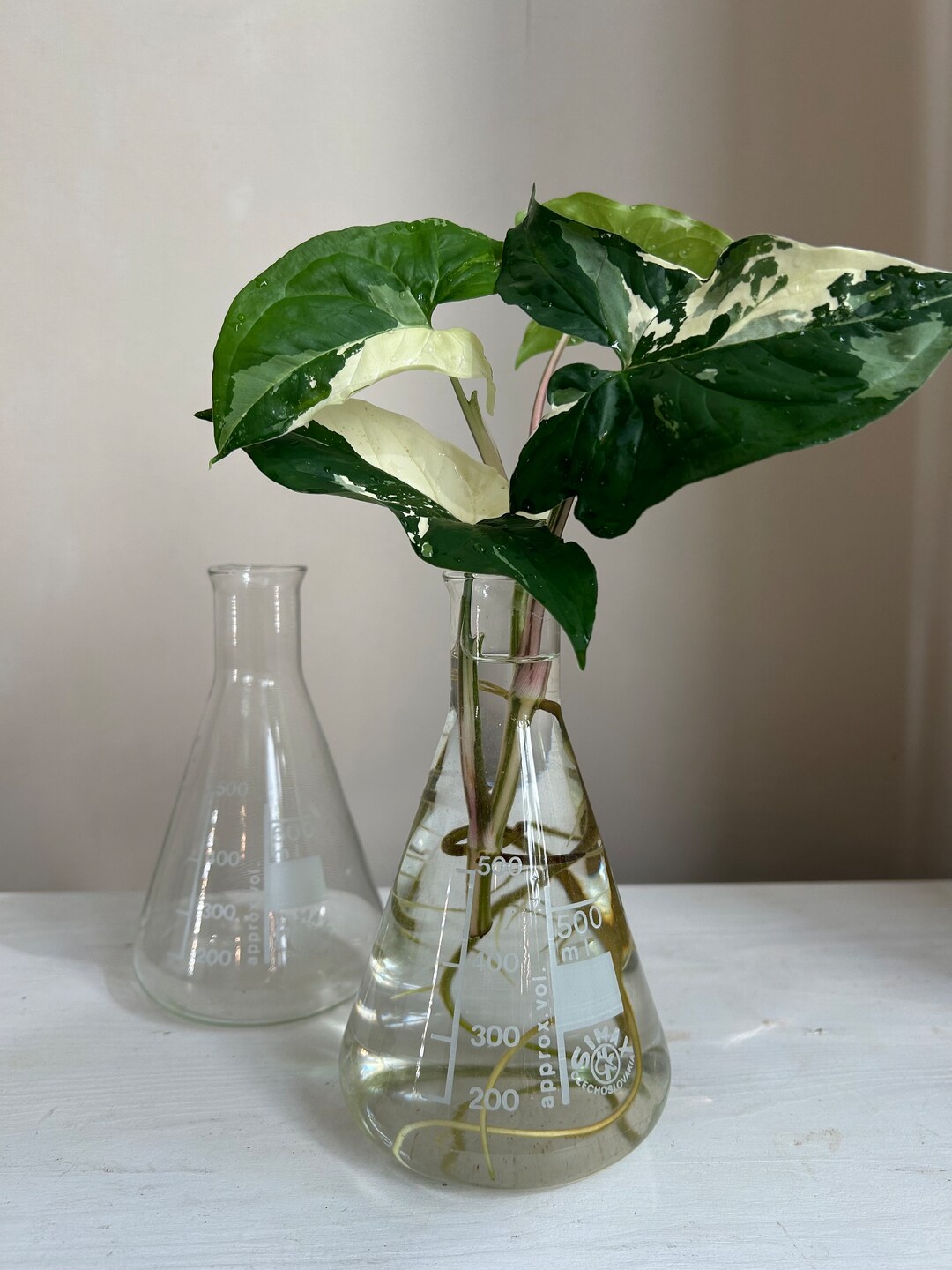 Vintage Glass Flasks, Chemical Storage Glass, Propagation Station - Etsy