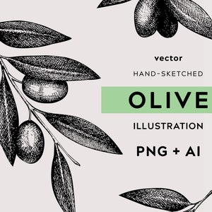 Olive Tree Digital Drawings. Vintage Style Olive Branch - Etsy