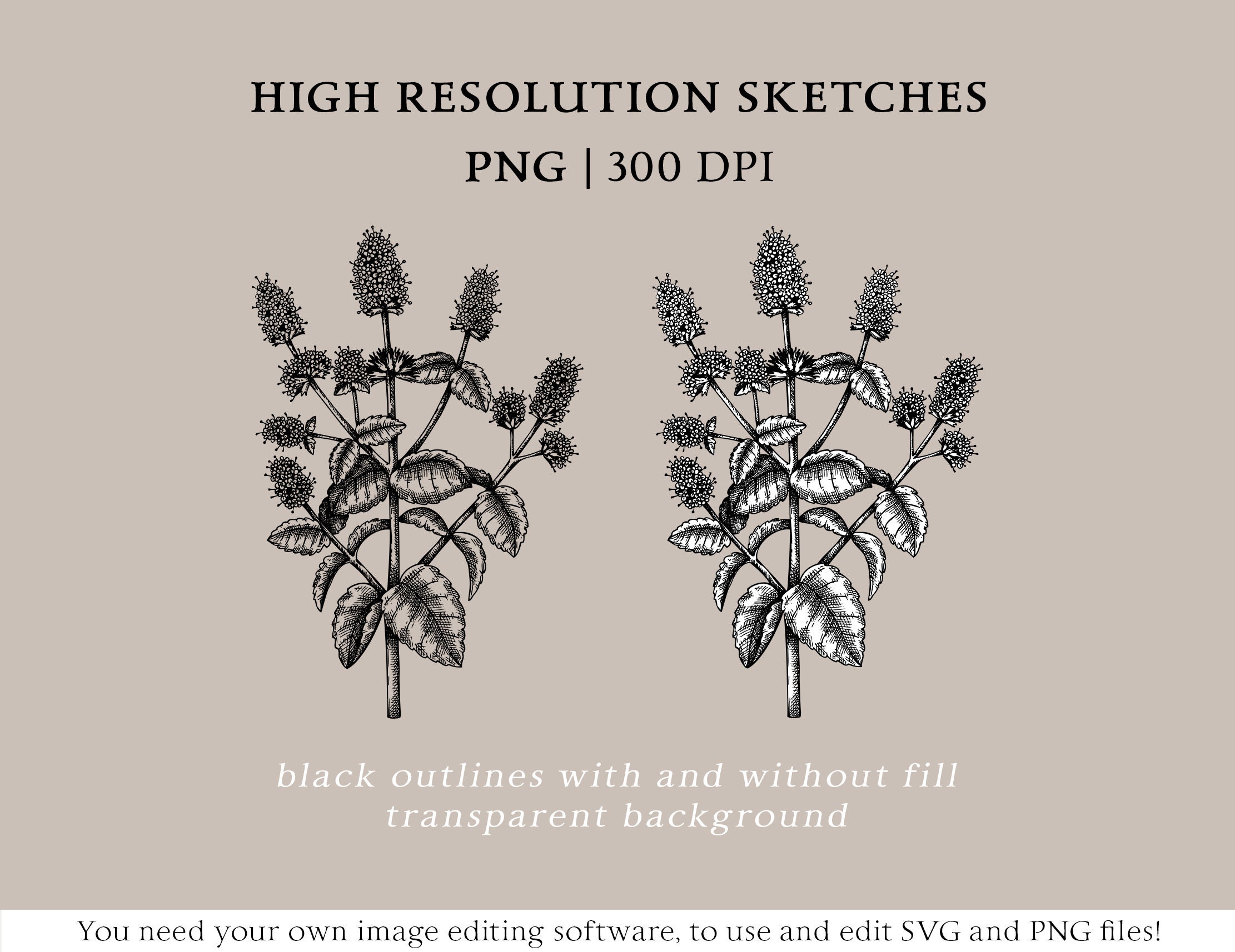 Medicinal Herbs Sketch, Herb Garden PNG, Vintage Apothecary Labels ...