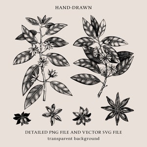 Star Anise, Pumpkin Spice Labels, Vintage SVG Files, Exotic Plant ...