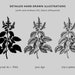 Holy Basil Sketch. Mint Plant Floral Clipart. Candle Label, Herbal ...