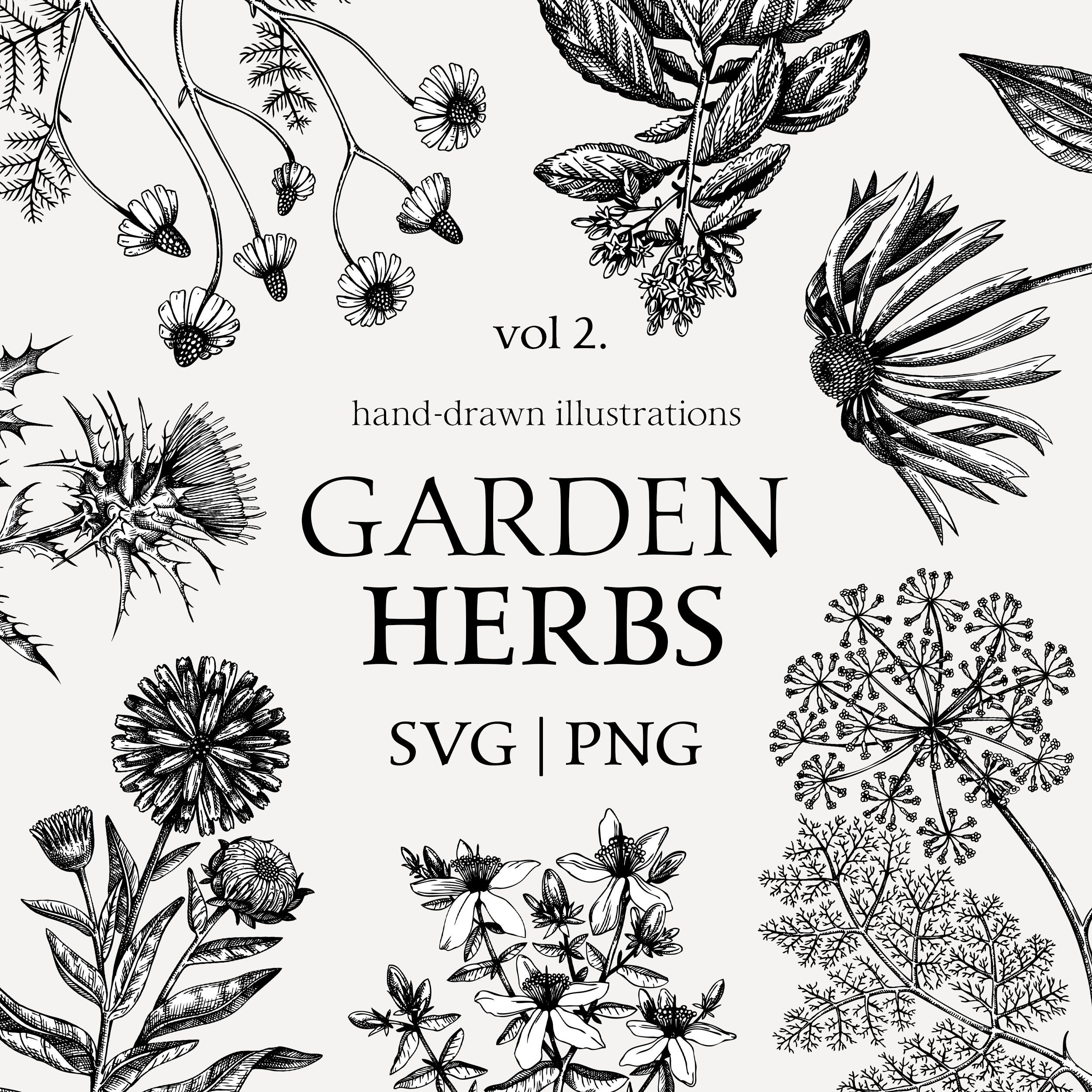 Medicinal Plants SVG Files, Herb Garden, Apothecary Labels Sketch ...