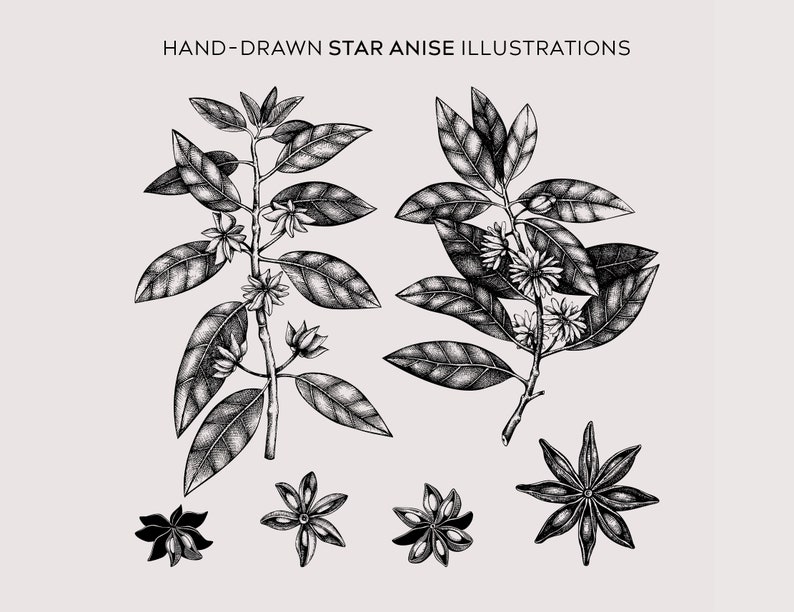 Star Anise Digital Drawing. Exotic Plants Botanical Print, Vintage ...