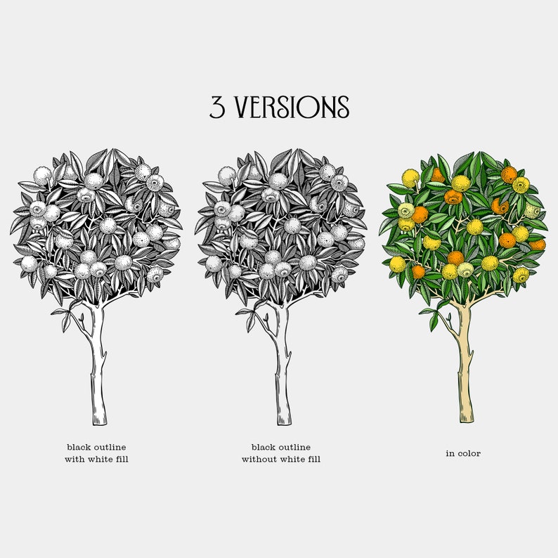 Citrus Garden SVG Files, Tropical Citrus Fruit Plant PNG, Exotic Fruit ...