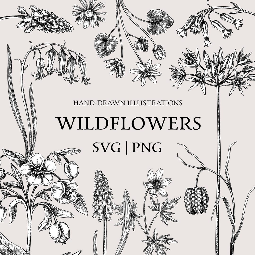 Wildflowers Clipart: Hand Drawn Botanical Prints, Vintage Floral ...