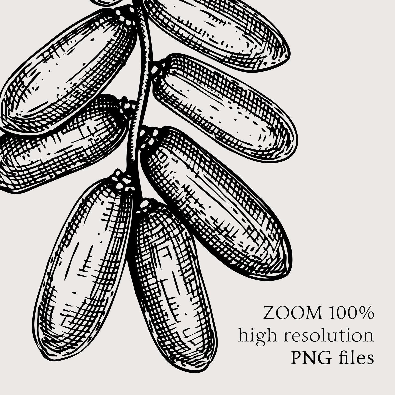 Date Palm Tree SVG Files, Exotic Plant Vector, Tropical Sketch, Healthy ...