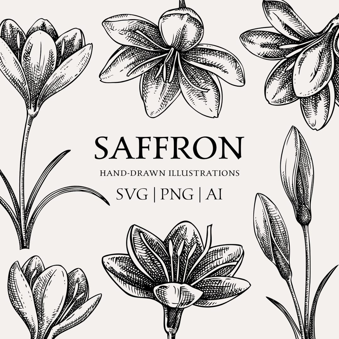 Saffron Crocus Flower Clipart: Hand Drawn Wildflower SVG, PNG, AI ...
