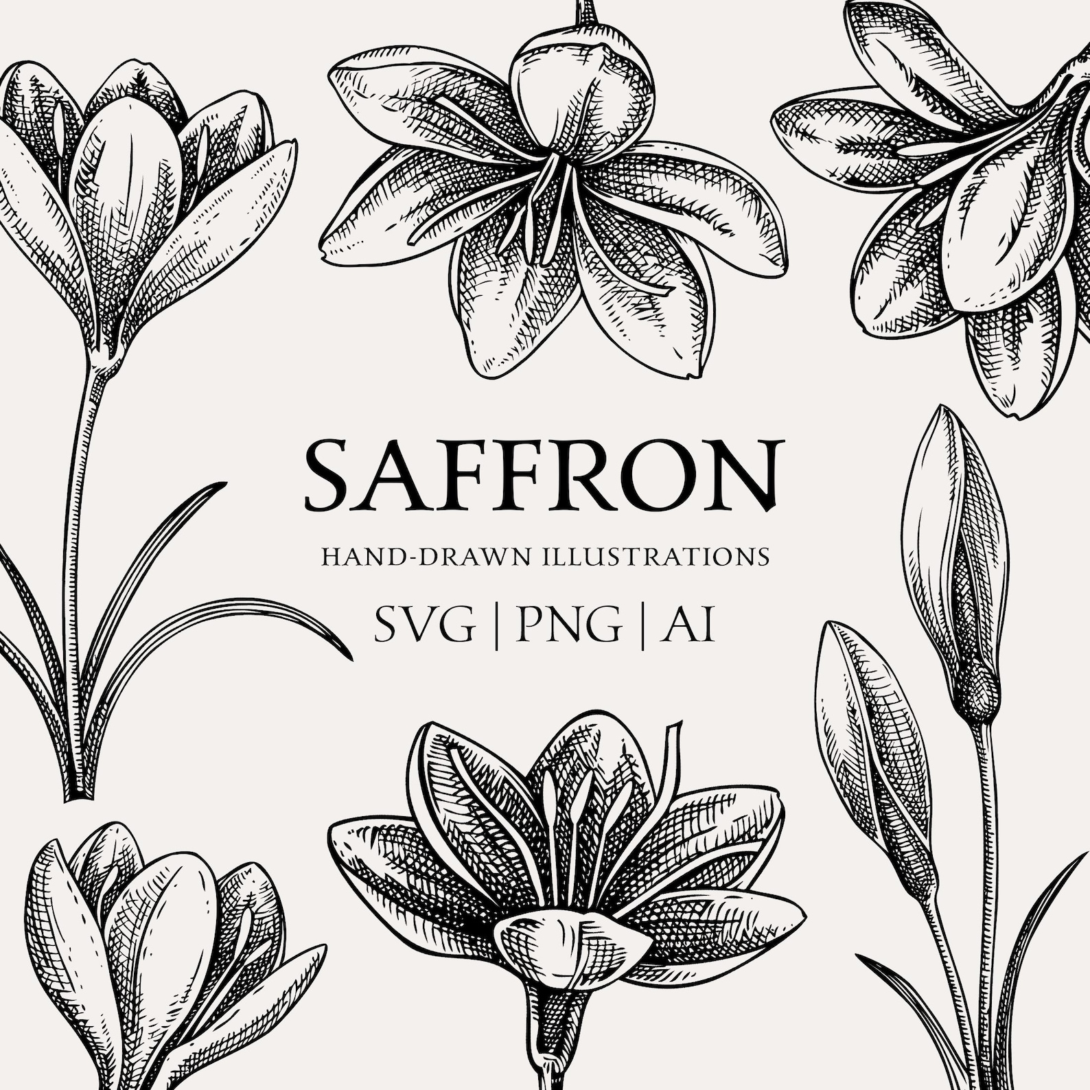 Saffron Crocus Flower Clipart: Hand Drawn Wildflower SVG, PNG, AI ...