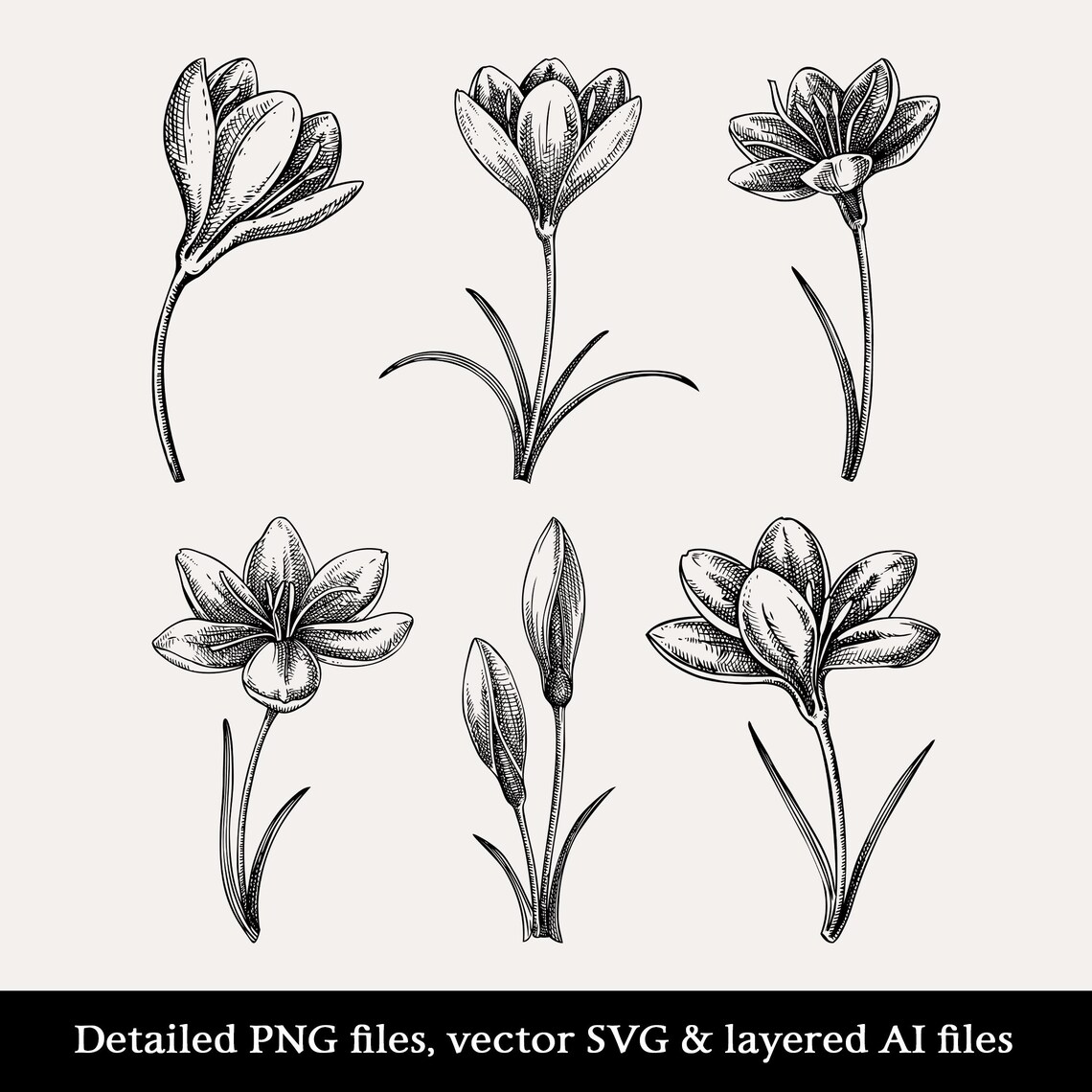 Saffron Crocus Flower Clipart: Hand Drawn Wildflower SVG, PNG, AI ...