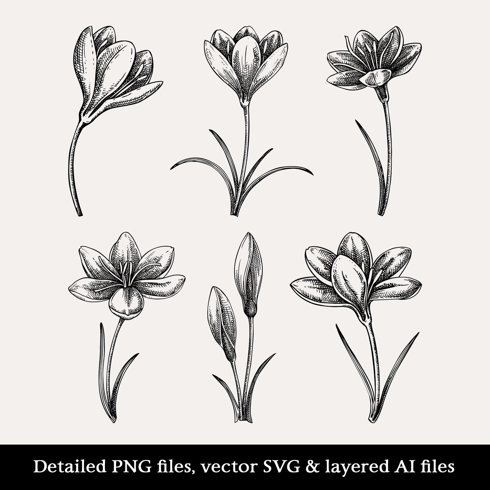 Saffron Crocus Flower Clipart: Hand Drawn Wildflower SVG, PNG, AI ...