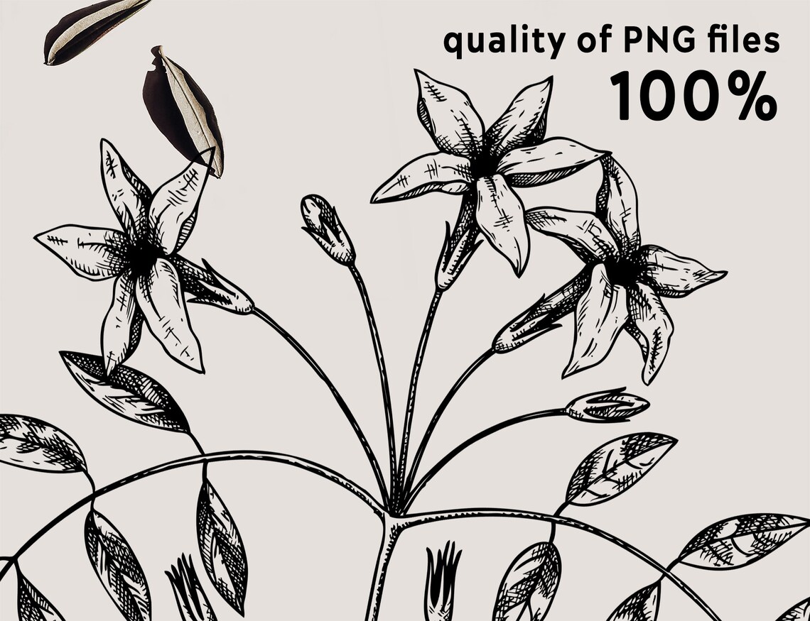 Tea Party Line Drawing. Vector Sketch Art. Matcha Bowl, Jasmine Plant ...