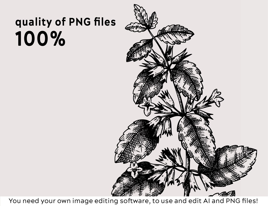 Lemon Balm Digital Drawing. Herb Garden Floral Clipart. Candle Label ...