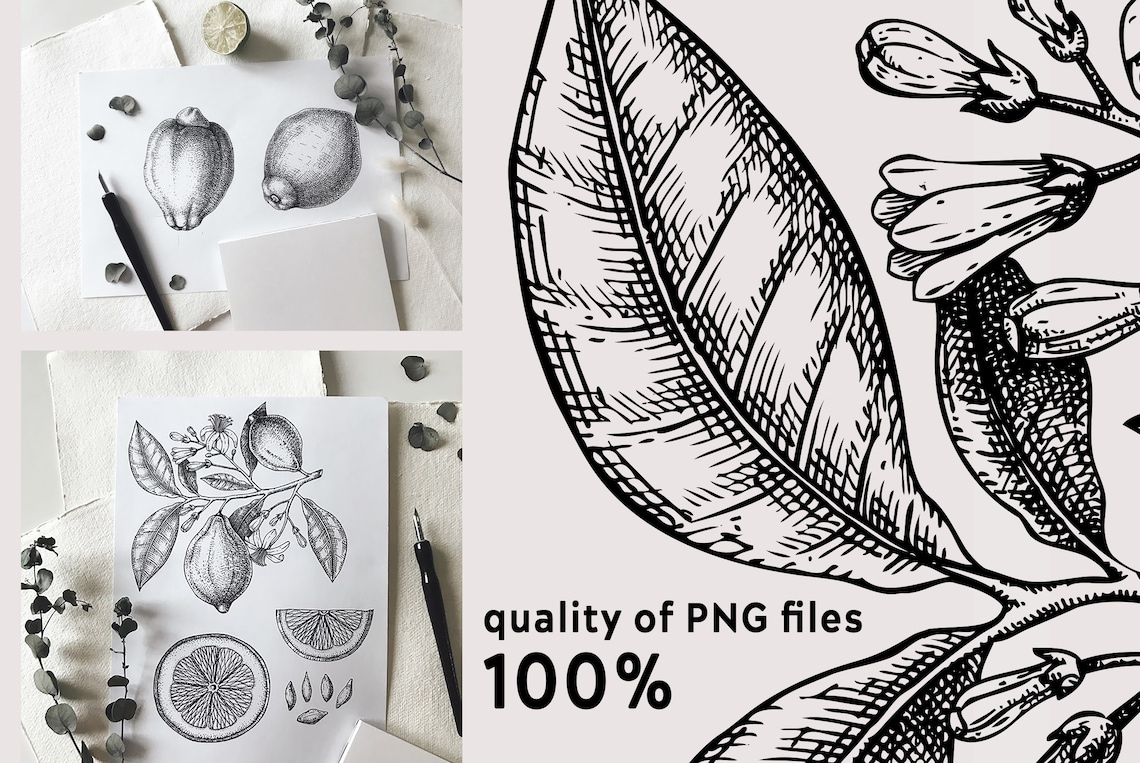 Lemon Tree Vector Art. Citrus Fruit Clipart Digital Drawing. Exotic ...