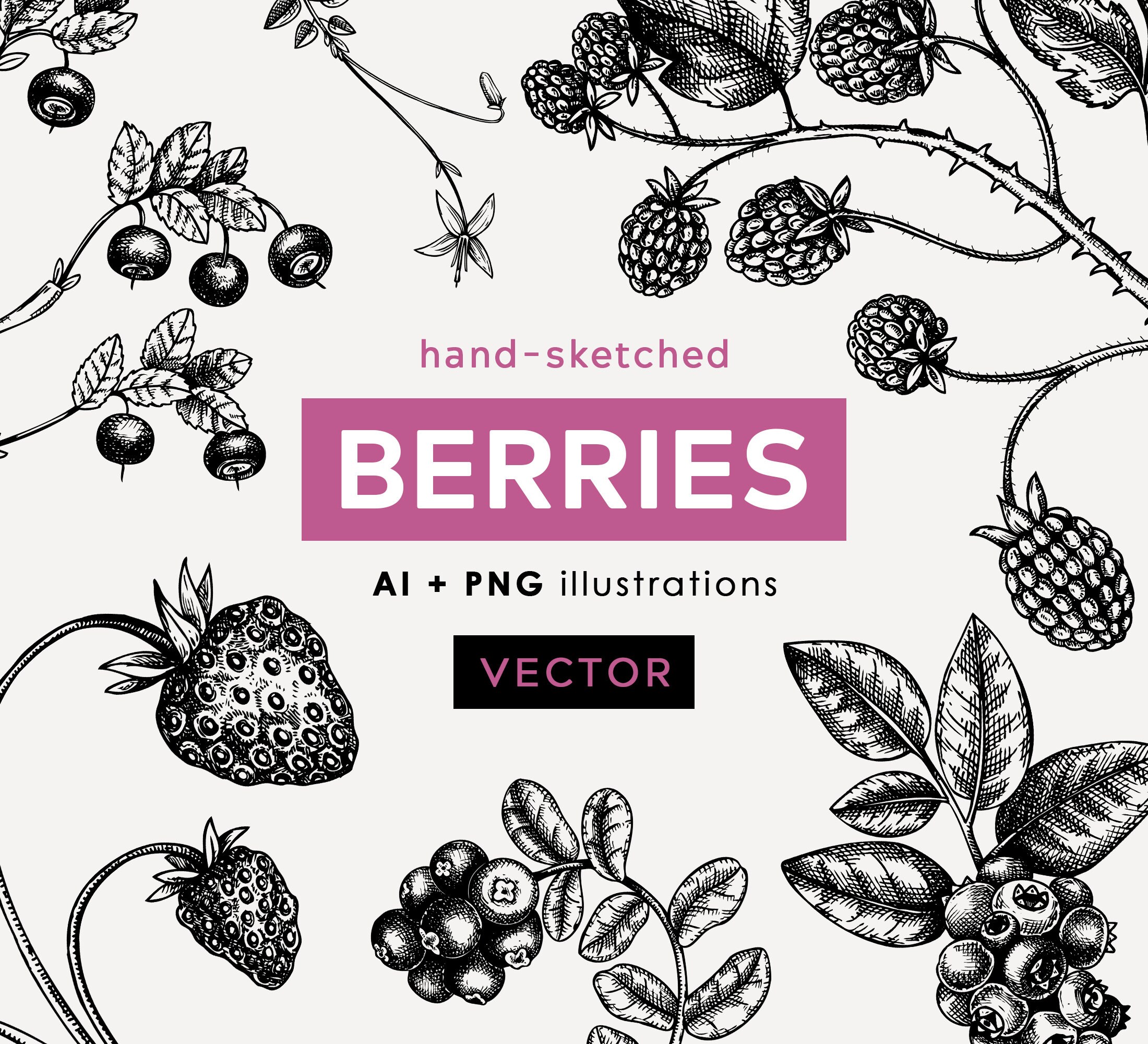 Berry Sketches. Fruit Plant Line Drawings. Botanical Print, Nature ...
