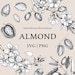 Almond Tree Branches PNG, Vintage Flowers SVG Files, Hand Drawn ...