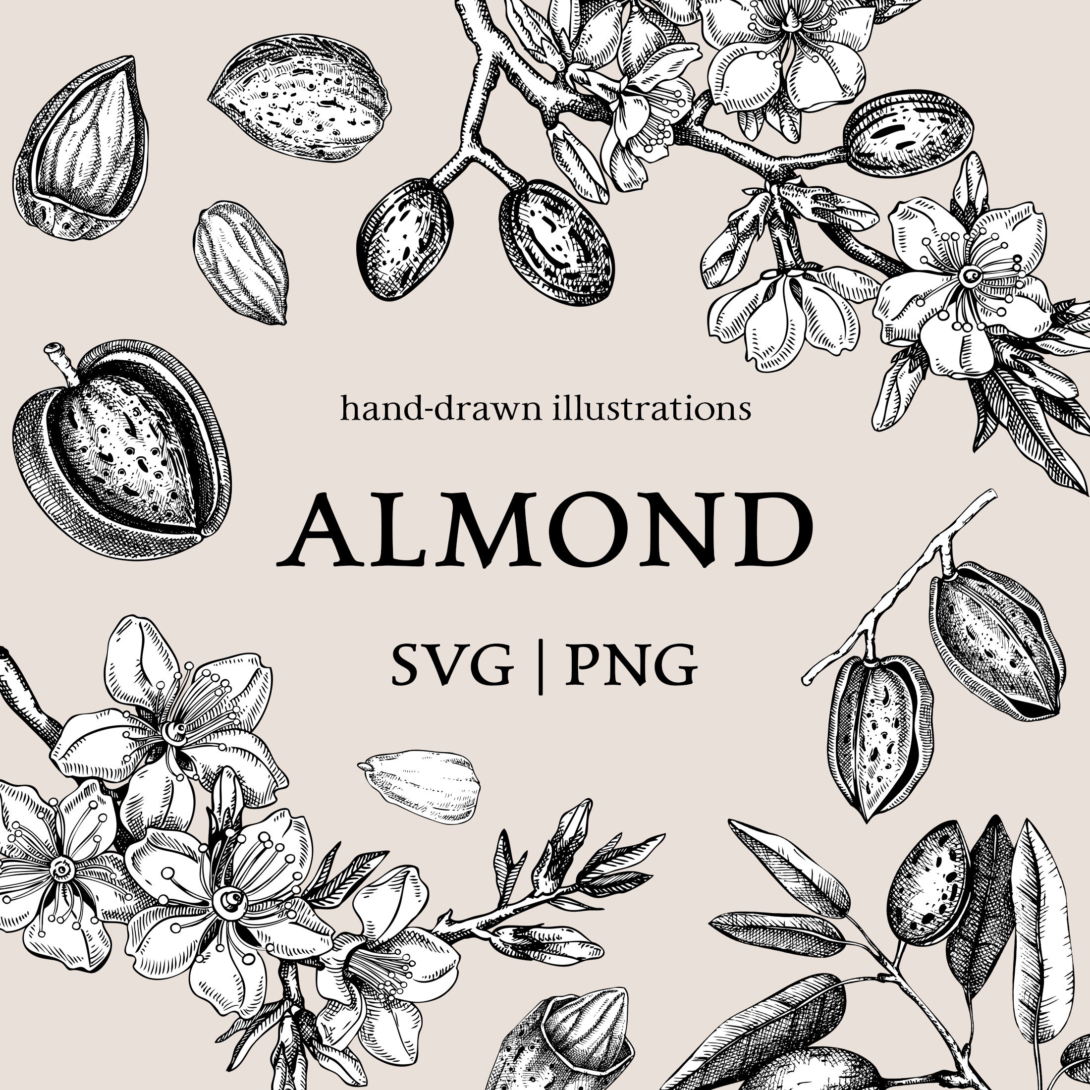 Almond Tree Branches PNG, Vintage Flowers SVG Files, Hand Drawn ...