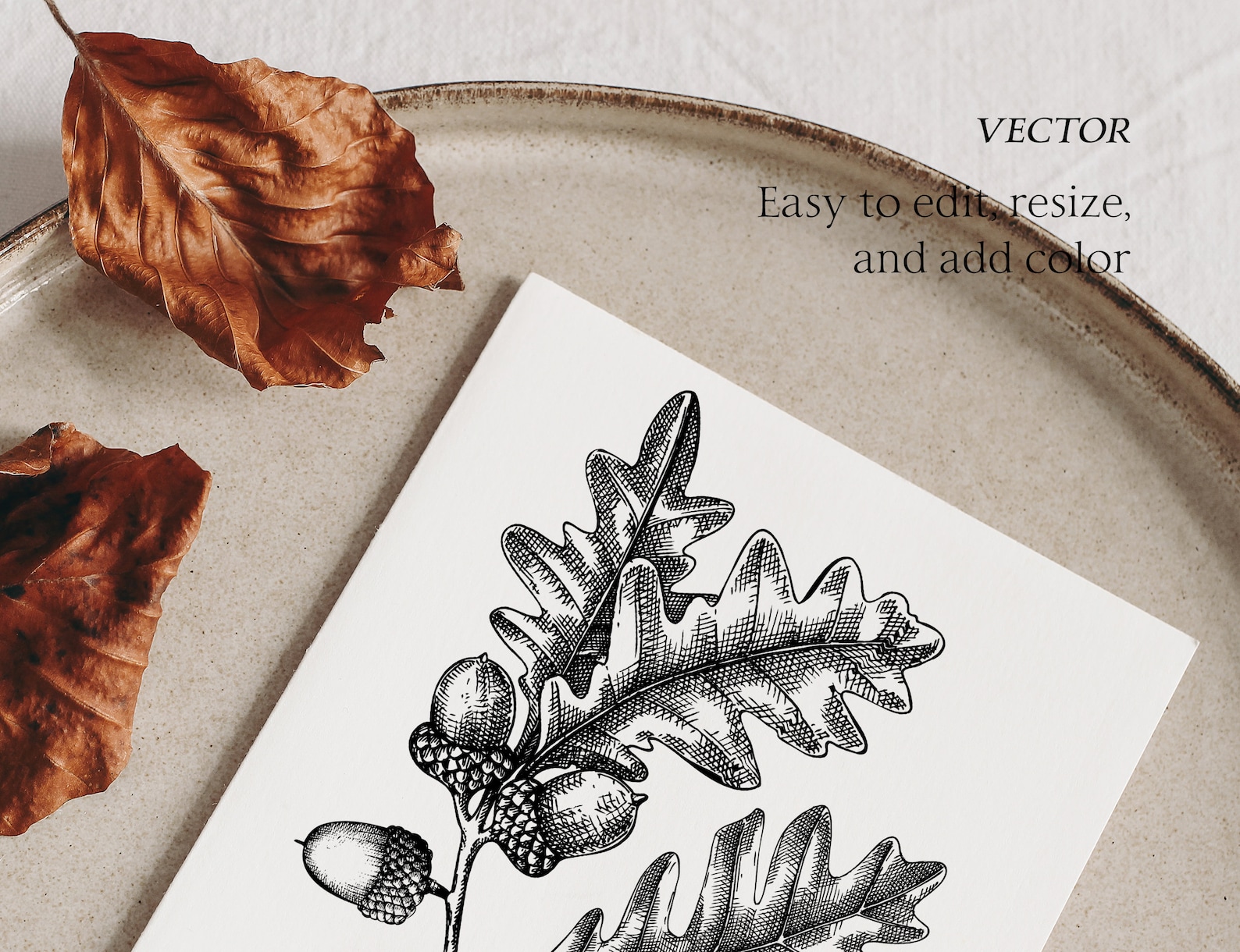 Fall Leaves Sketch. Acorn Decor. Oak Leaf. Tree Cilpart. Autumn Vector ...