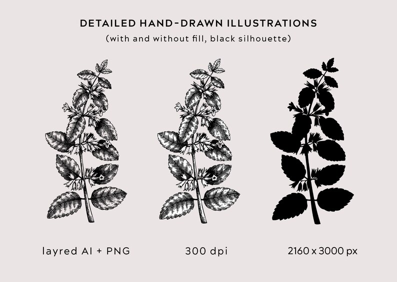 Lemon Balm Digital Drawing. Herb Garden Floral Clipart. Candle Label ...