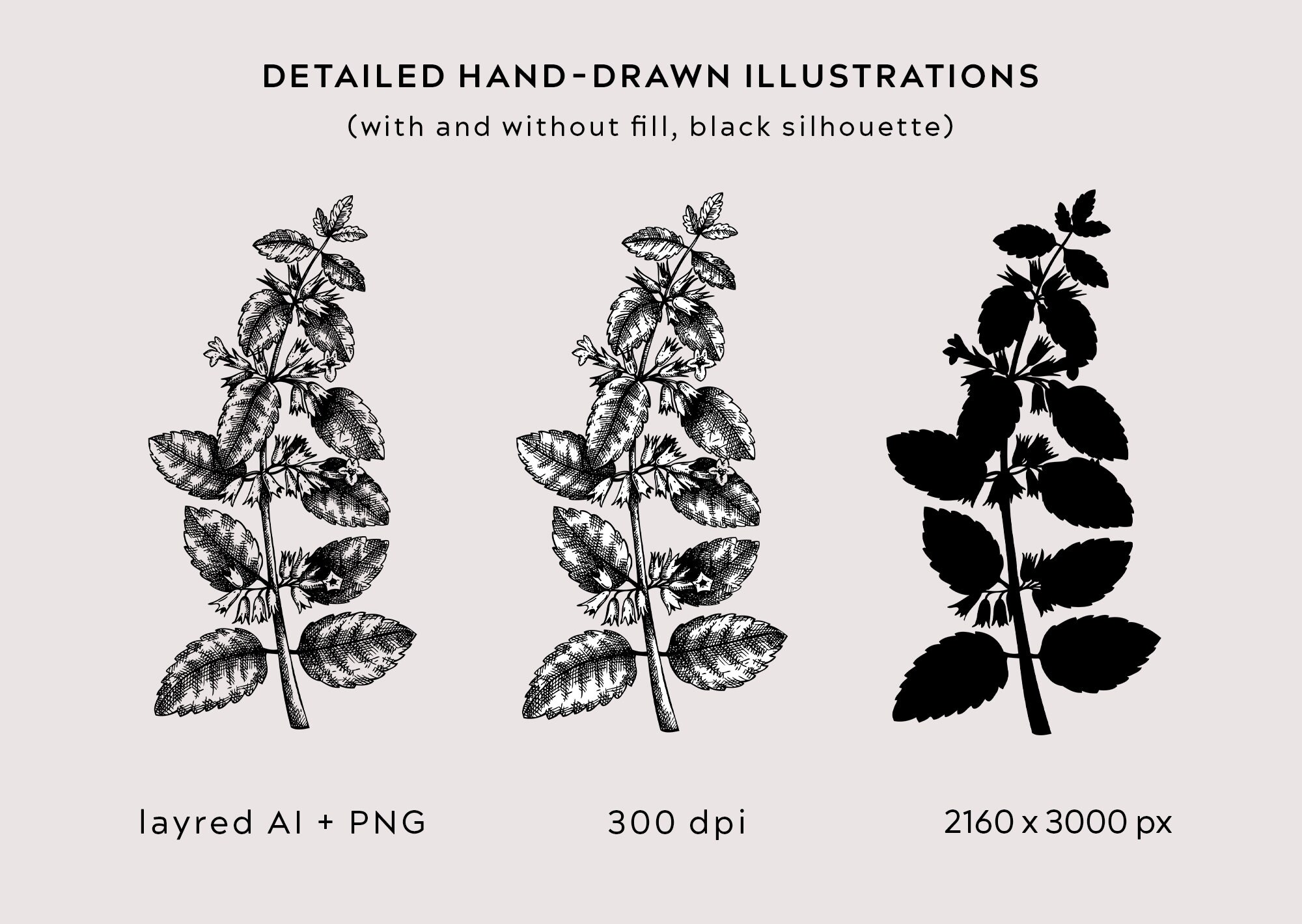 Lemon Balm Digital Drawing. Herb Garden Floral Clipart. Candle Label ...