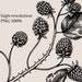 Berries SVG Files, Fruit Plant Vector Graphics, Botanical SVG, Food ...