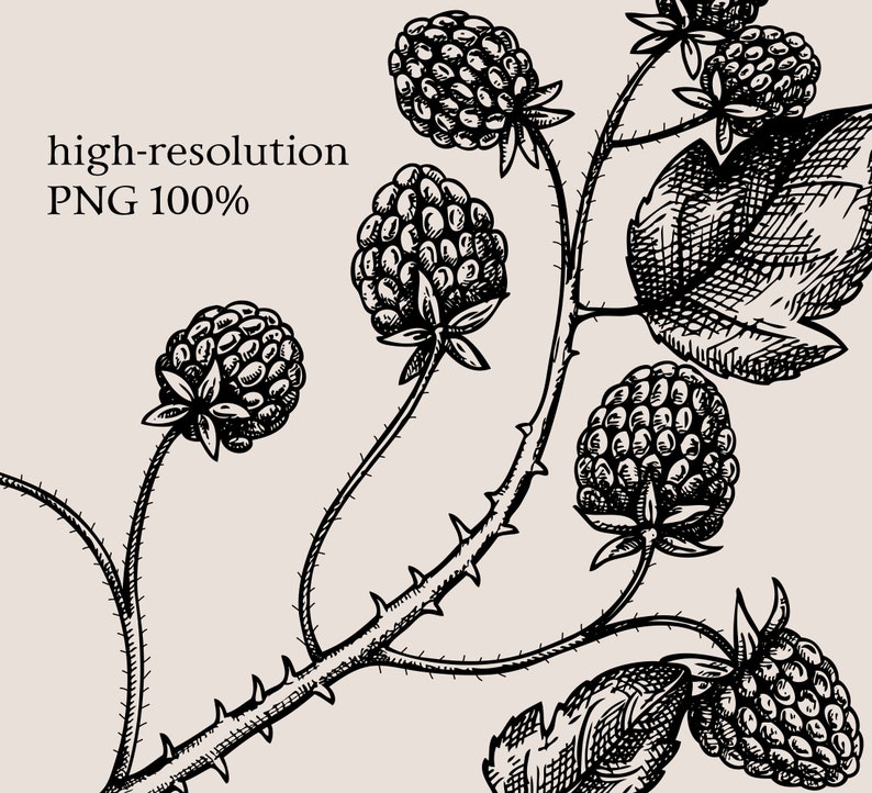 Berries SVG Files, Fruit Plant Vector Graphics, Botanical SVG, Food ...