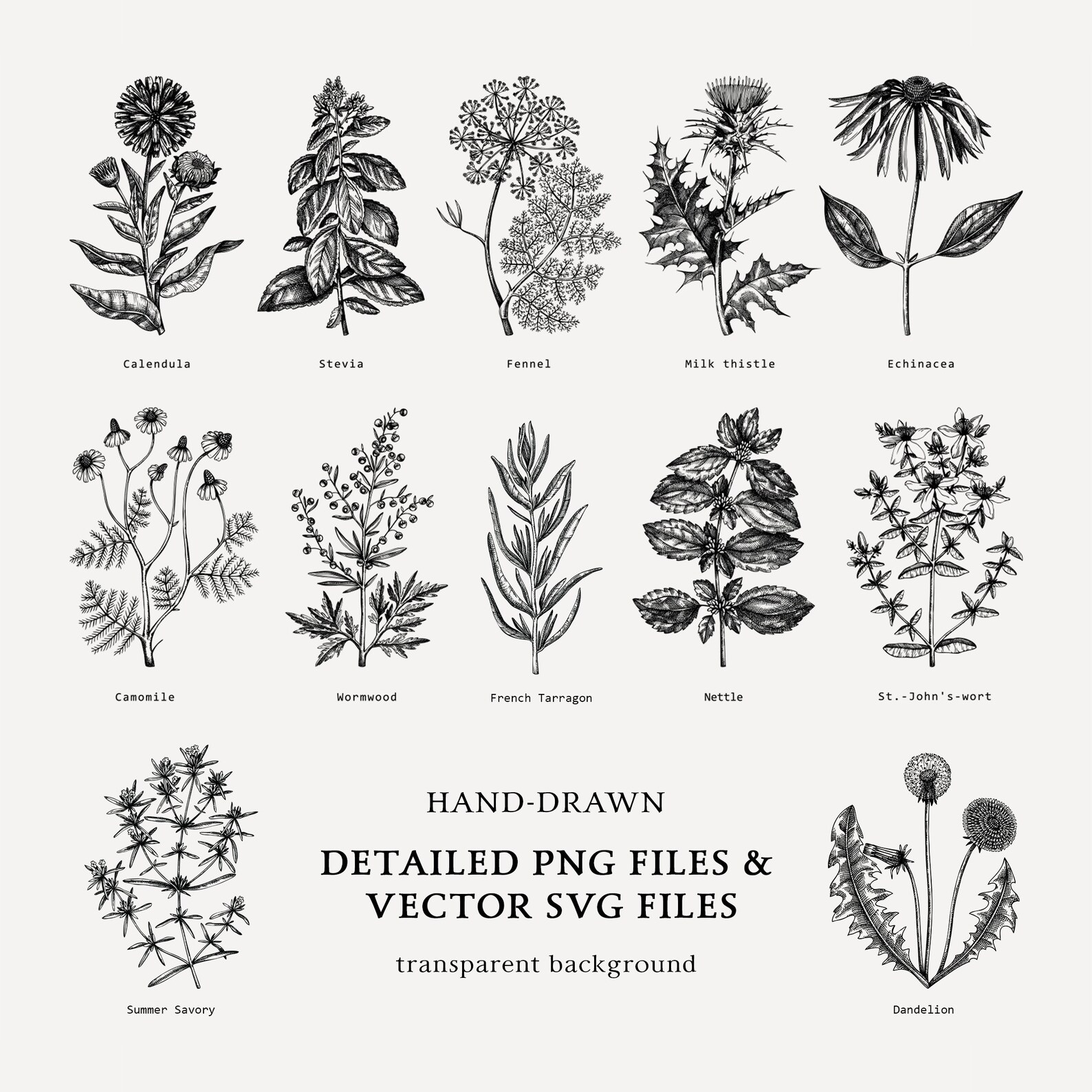 Medicinal Plants SVG Files, Herb Garden, Apothecary Labels Sketch ...