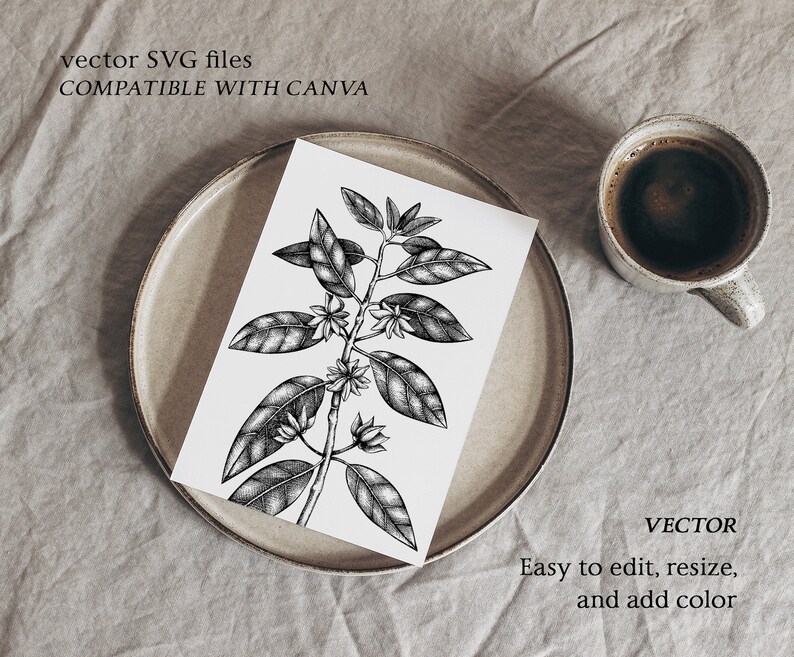 Star Anise, Pumpkin Spice Labels, Vintage SVG Files, Exotic Plant ...