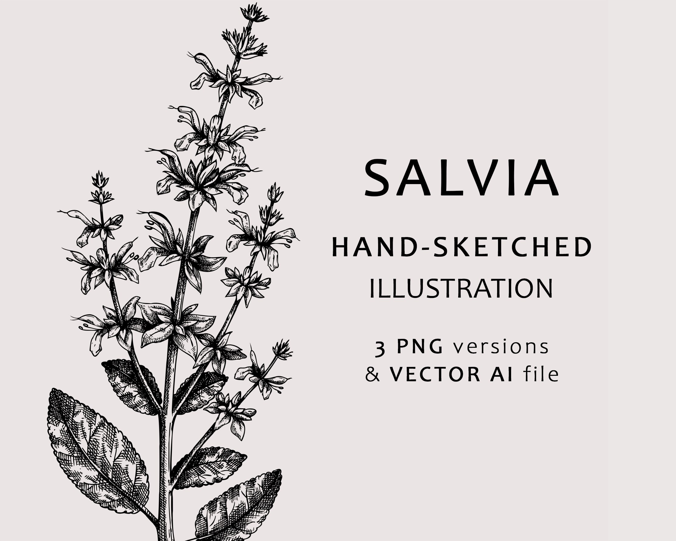 Salvia Flower Drawing