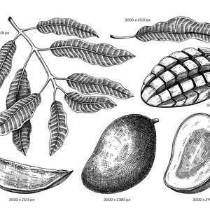 Mango Tree Botanical Sketch, Exotic Fruit Plant, Summer PNG, Engraving ...