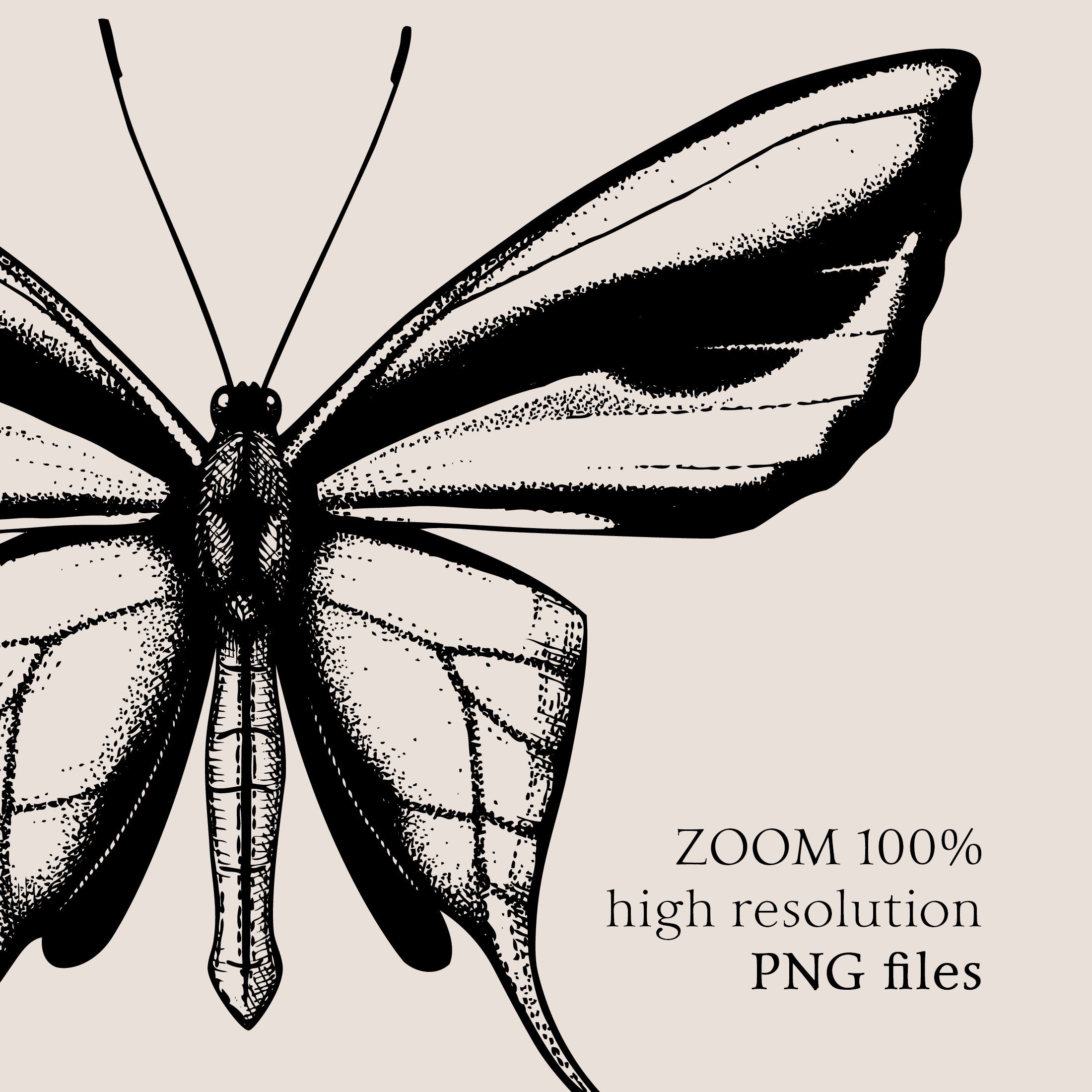 Butterfly SVG, Vintage Insect Print, Butterflies Clipart, Hand Drawn ...