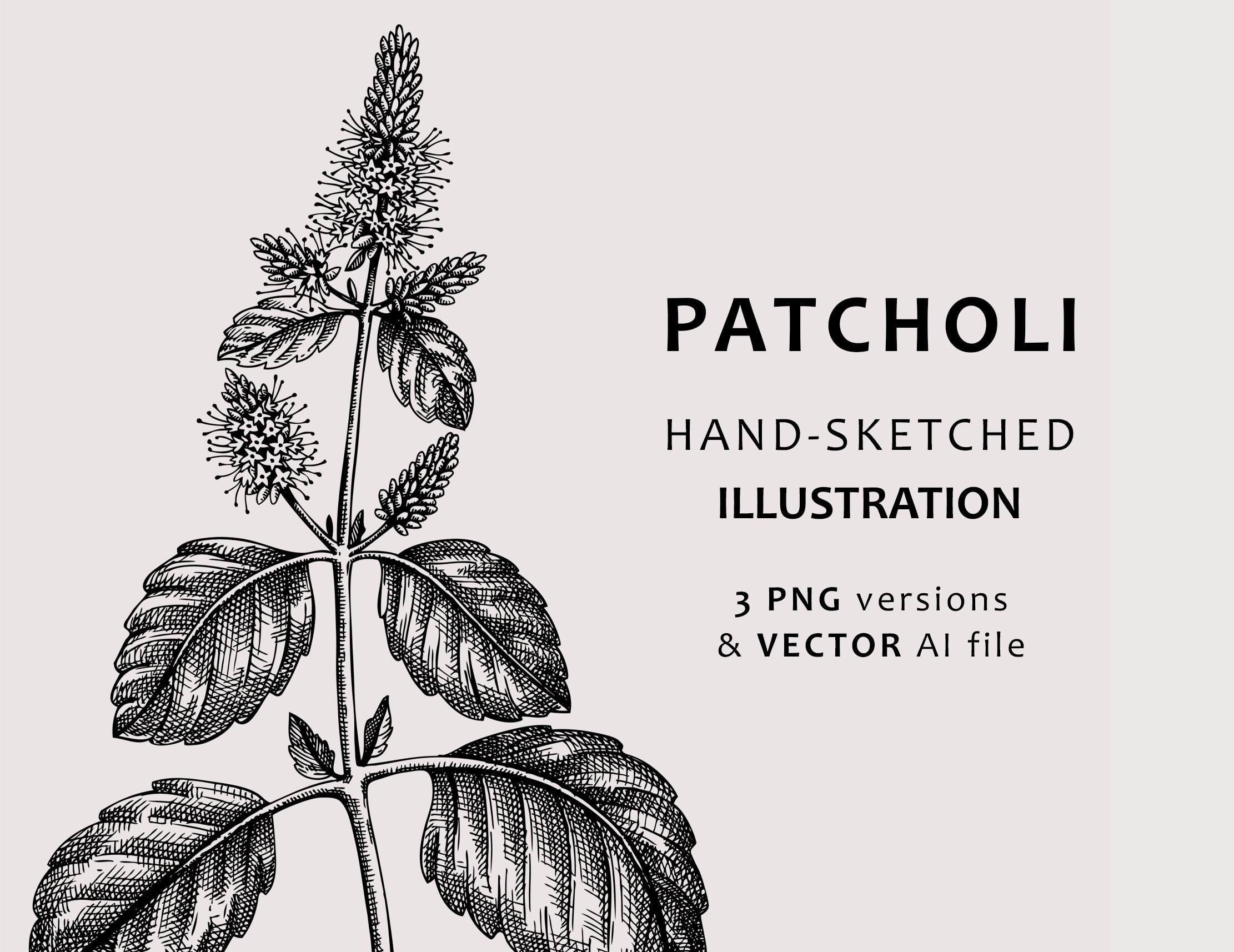Patchouli Sketch. Herb Garden Floral Clipart. for Candle - Etsy
