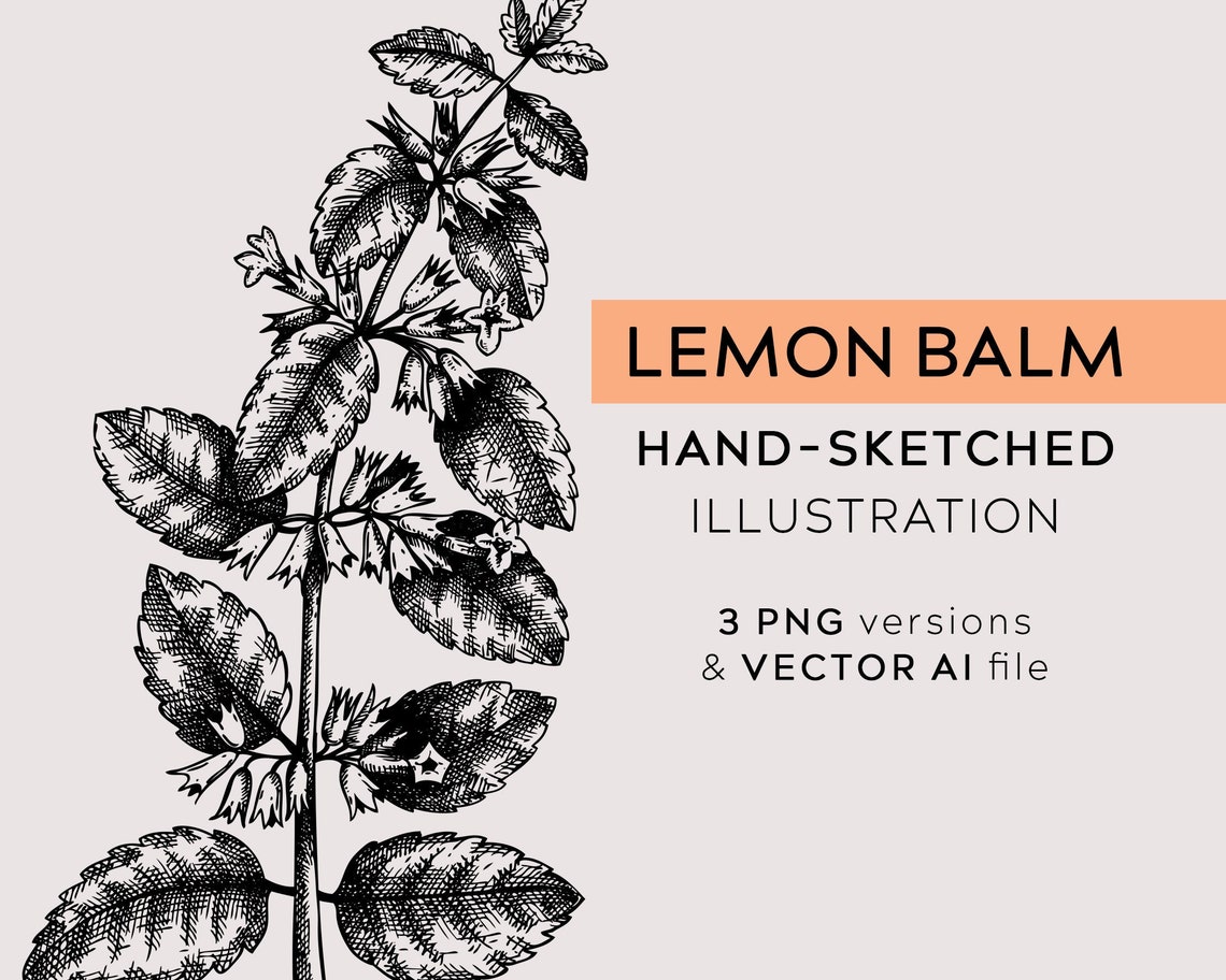 Lemon Balm Digital Drawing. Herb Garden Floral Clipart. Candle - Etsy