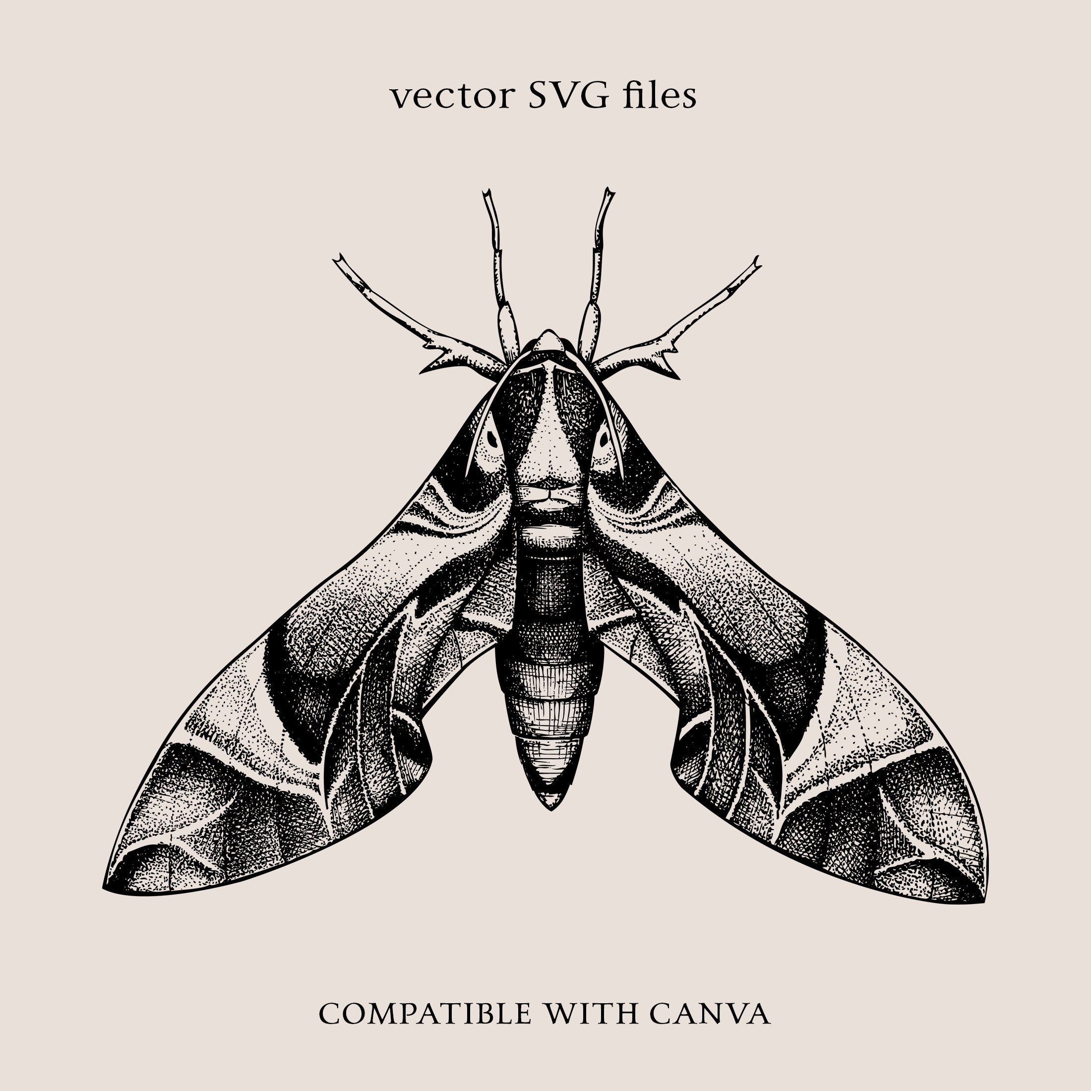 Butterfly SVG, Vintage Insect Print, Butterflies Clipart, Hand Drawn ...