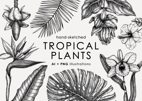 Tropical Flowers Sketch. Exotic Plants Vector. Monstera Leaf - Etsy
