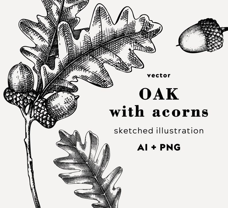 Fall Leaves Sketch. Acorn Decor. Oak Leaf. Tree Cilpart. - Etsy