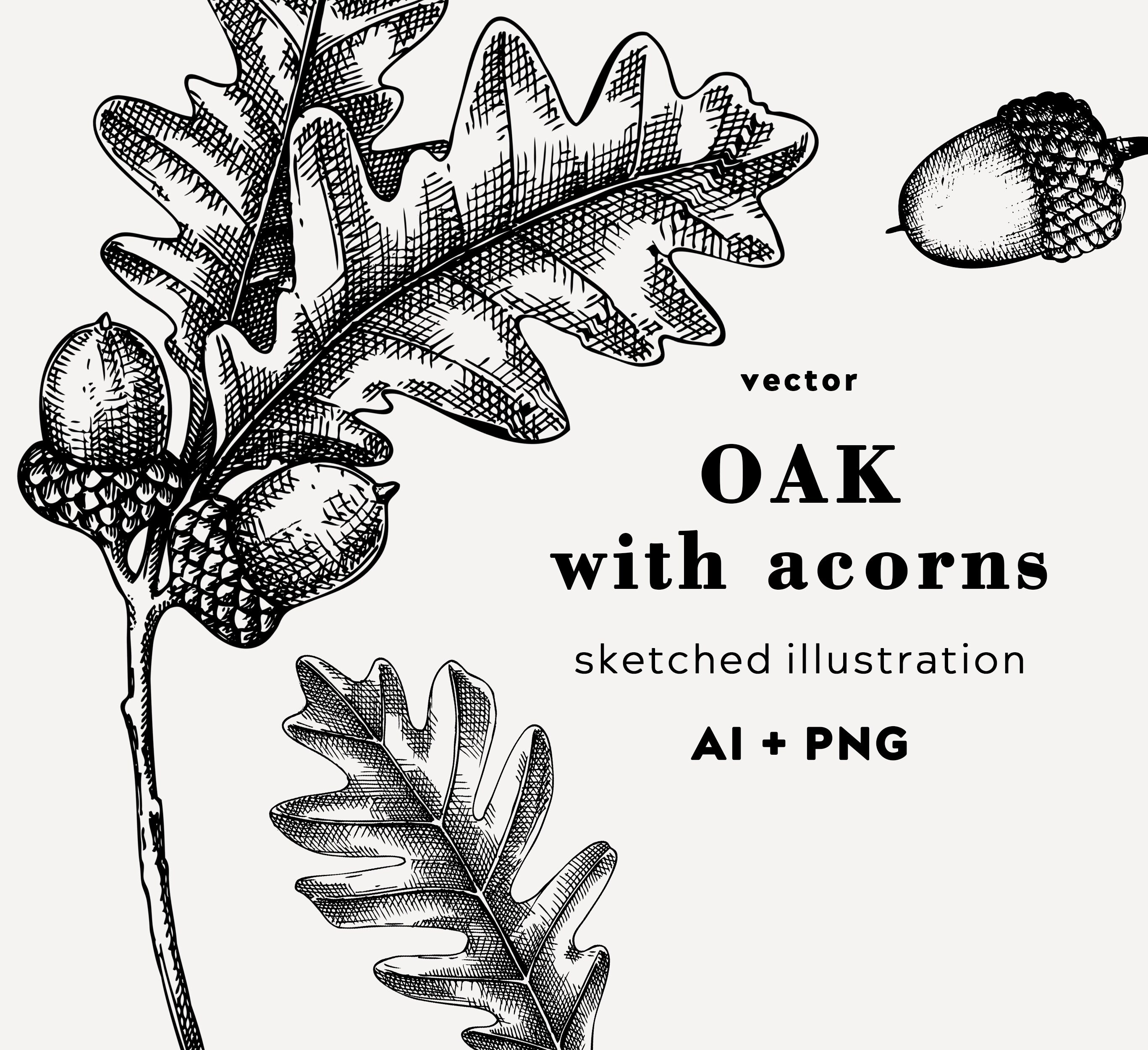 Acorn Leaf Drawing