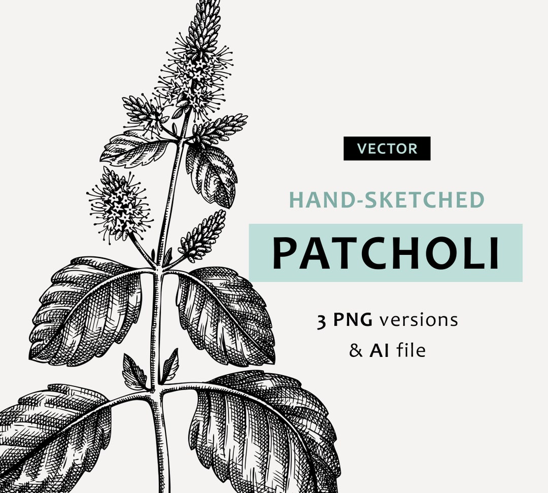 Patchouli Sketch. Herb Garden Floral Clipart. for Candle Label, Plant ...