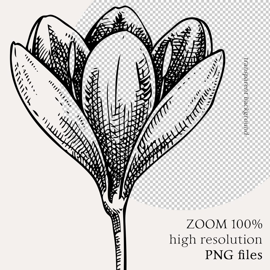 Saffron Crocus Flower Clipart: Hand Drawn Wildflower SVG, PNG, AI ...