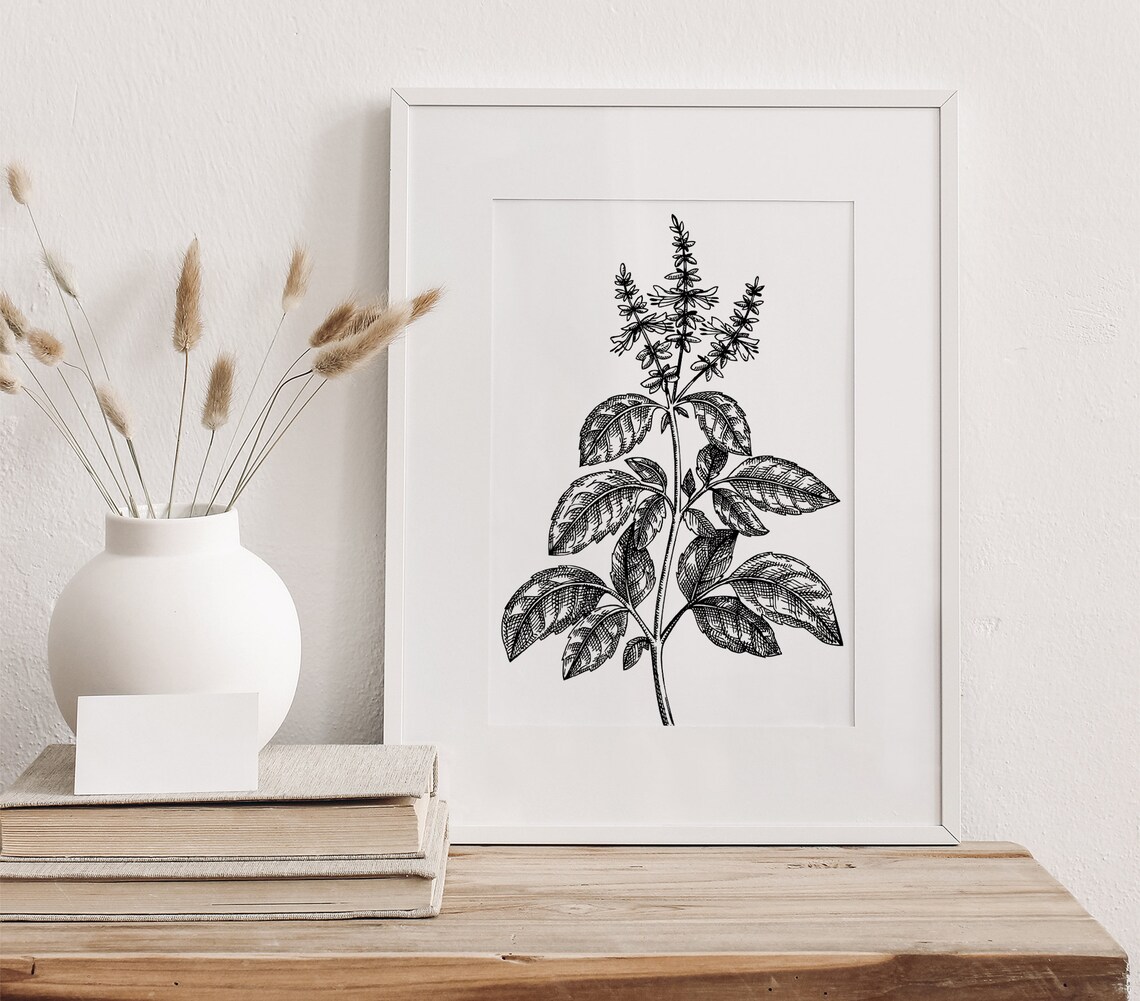 Holy Basil Sketch. Mint Plant Floral Clipart. Candle Label, Herbal ...