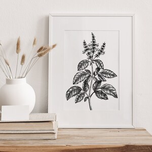 Holy Basil Sketch. Mint Plant Floral Clipart. Candle Label, Herbal ...