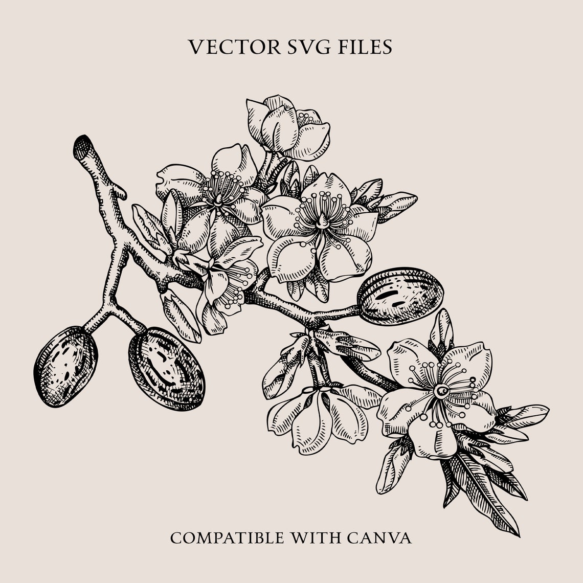 Almond Tree Branches PNG, Vintage Flowers SVG Files, Hand Drawn ...