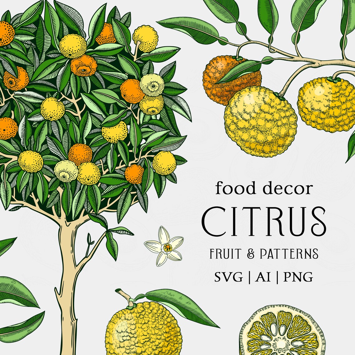 Citrus Garden SVG Files, Tropical Citrus Fruit Plant PNG, Exotic Fruit ...