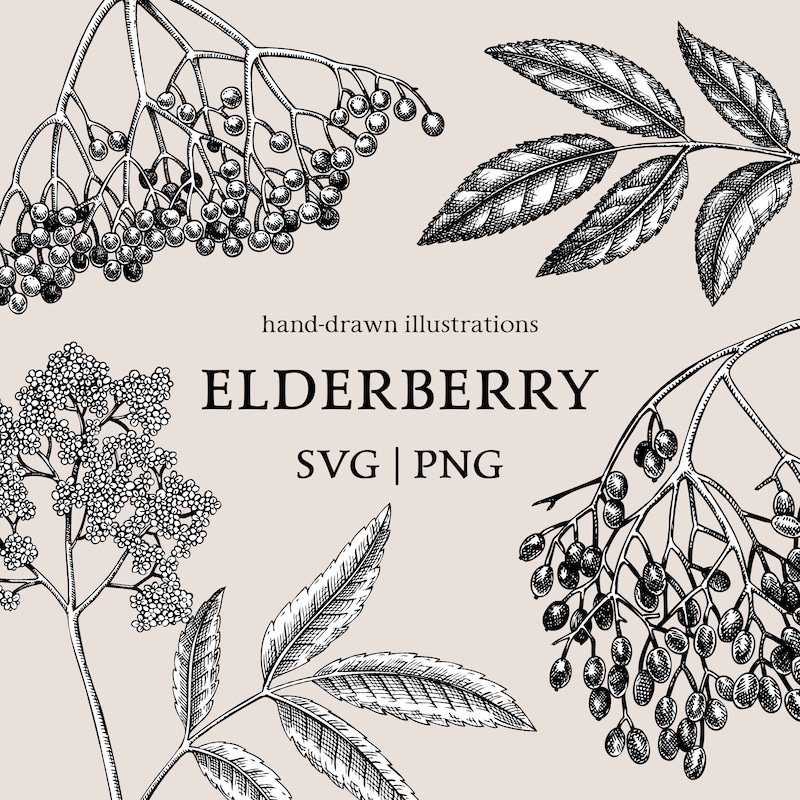 Elderberry - Etsy