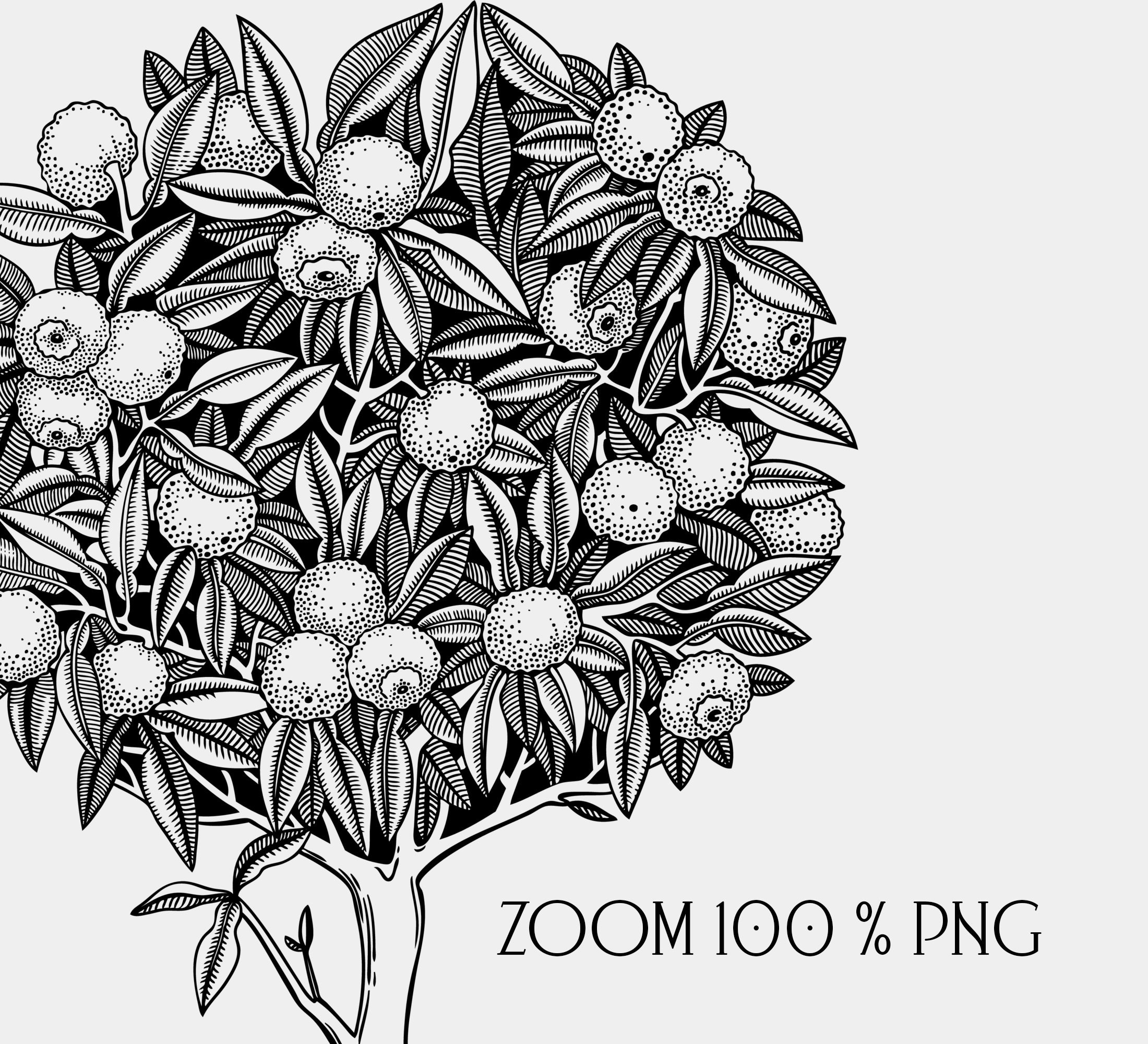 Citrus Garden SVG Files, Tropical Citrus Fruit Plant PNG, Exotic Fruit ...