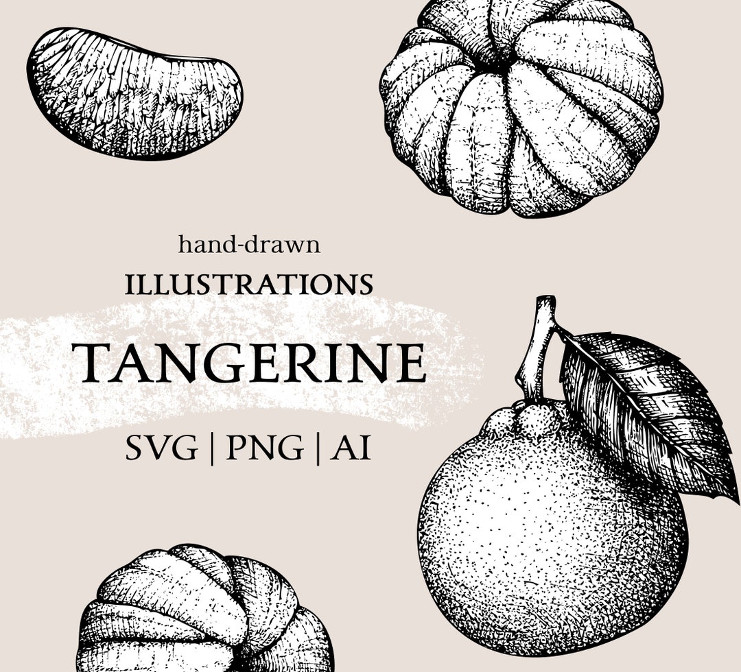 Tangerine Digital Clipart: Hand Drawn Botanical Print, Fresh Fruit ...