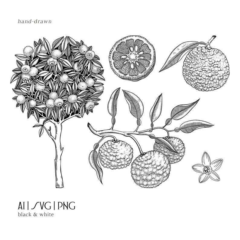 Citrus Garden SVG Files, Tropical Citrus Fruit Plant PNG, Exotic Fruit ...