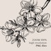 Almond Tree Branches PNG: Hand Drawn Botanical Print, Vintage Flowers ...