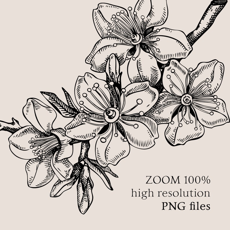 Almond Tree Branches PNG, Vintage Flowers SVG Files, Hand Drawn ...