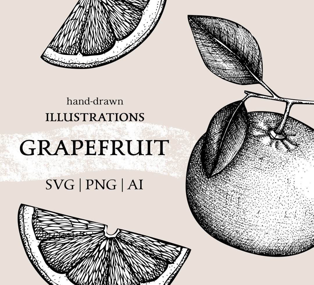 Grapefruit Botanical Sketch, Tropical Citrus Fruit PNG, Engraving ...